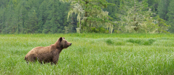 A Guide to the Grizzly Bear Stewardship Framework Public Feedback Proc ...